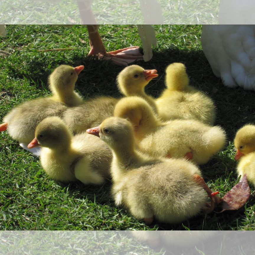 Гусята – здоровые, крепкие, с гарантией