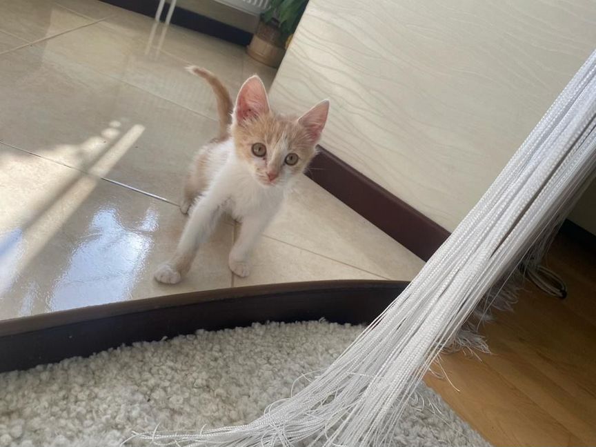 Кошка в дар