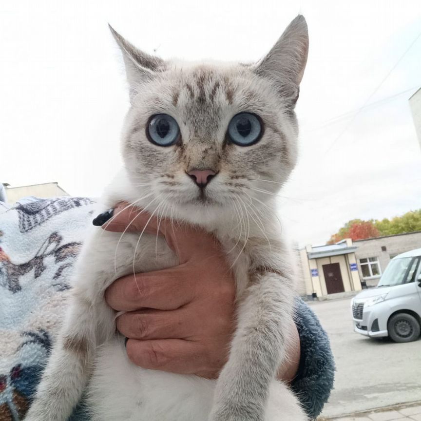 Спасите котика
