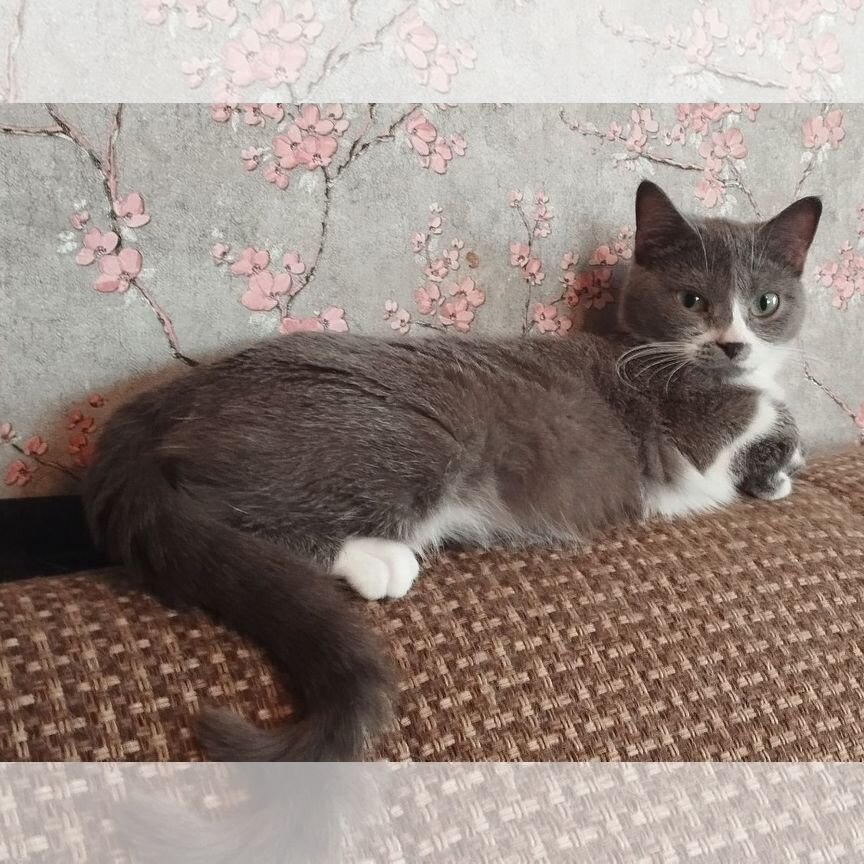 Взрослая, кошка в добрые руки