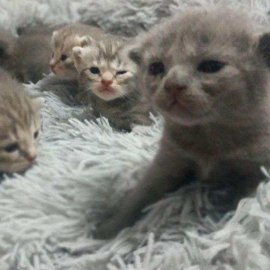 Шотландский вислоухий короткошёрстный котёнок