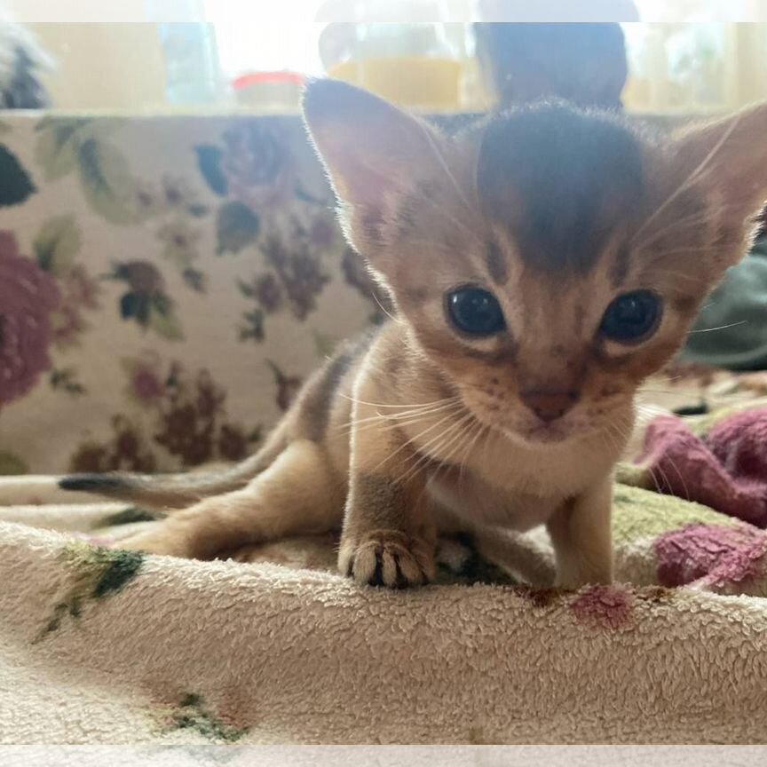 Абиссинский котёнок