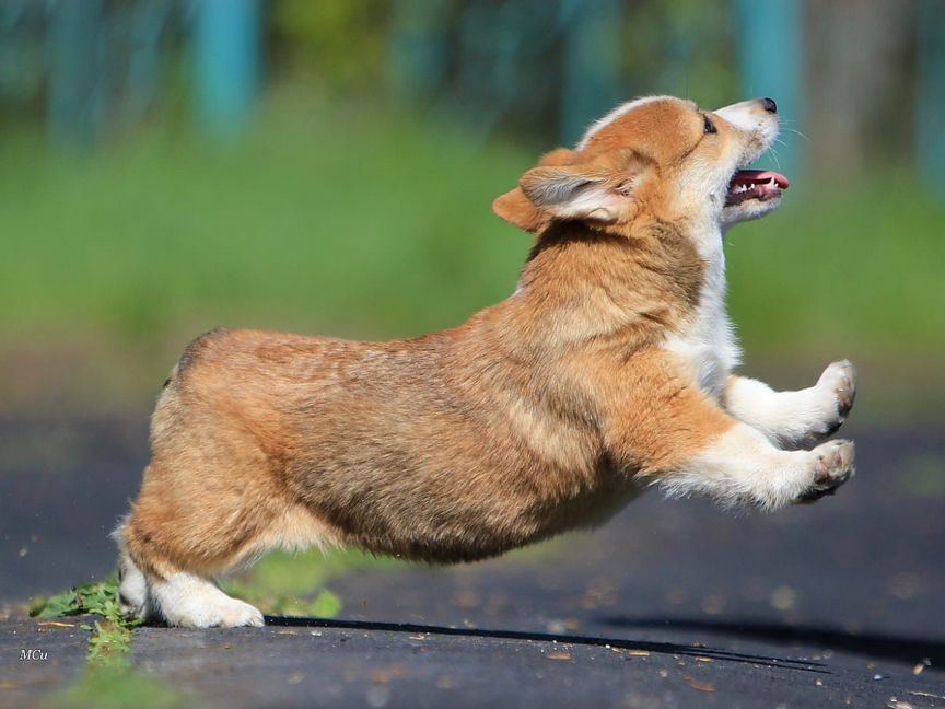 Сладкие коржики с родословной