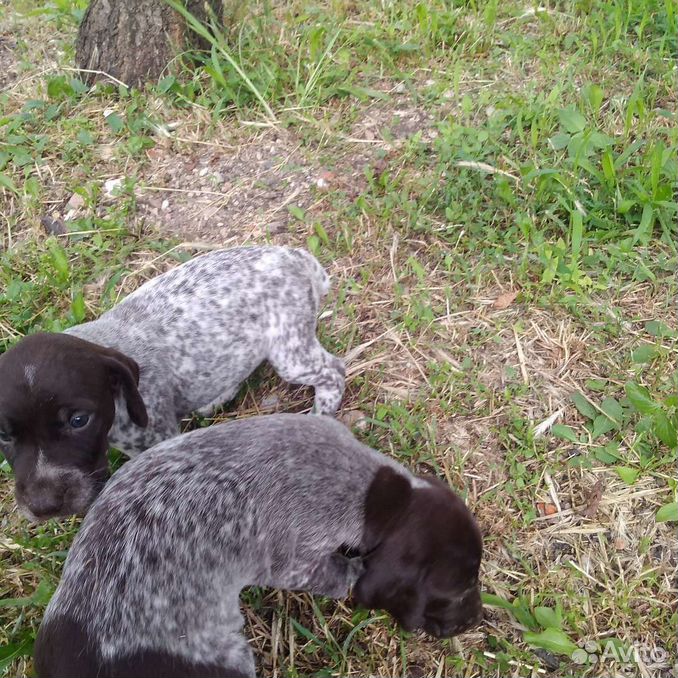 Щенки куцхара