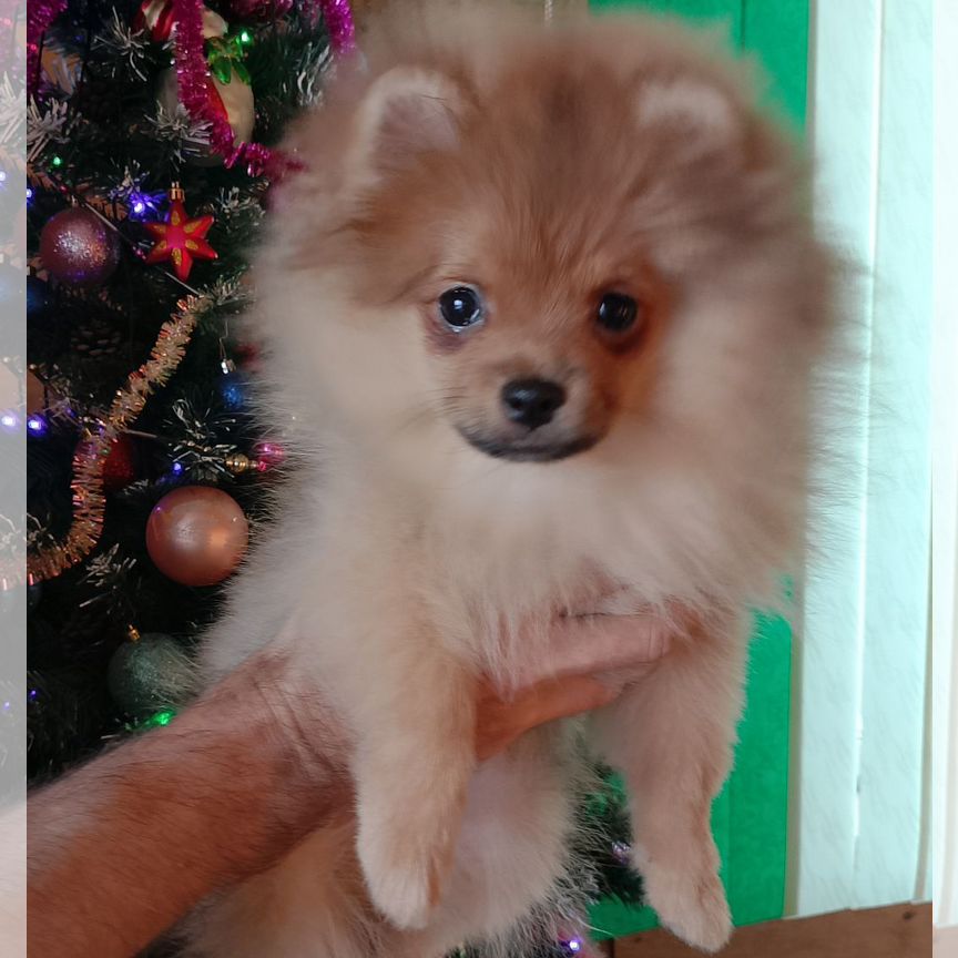 Померанский шпиц, щенок