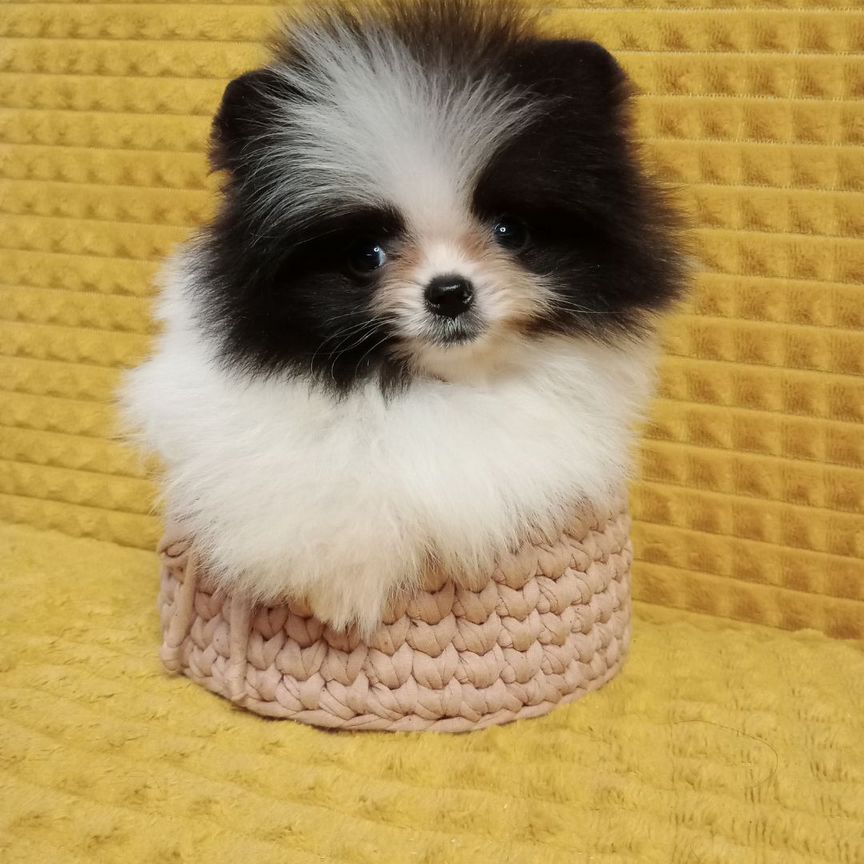 Нарядные малявки