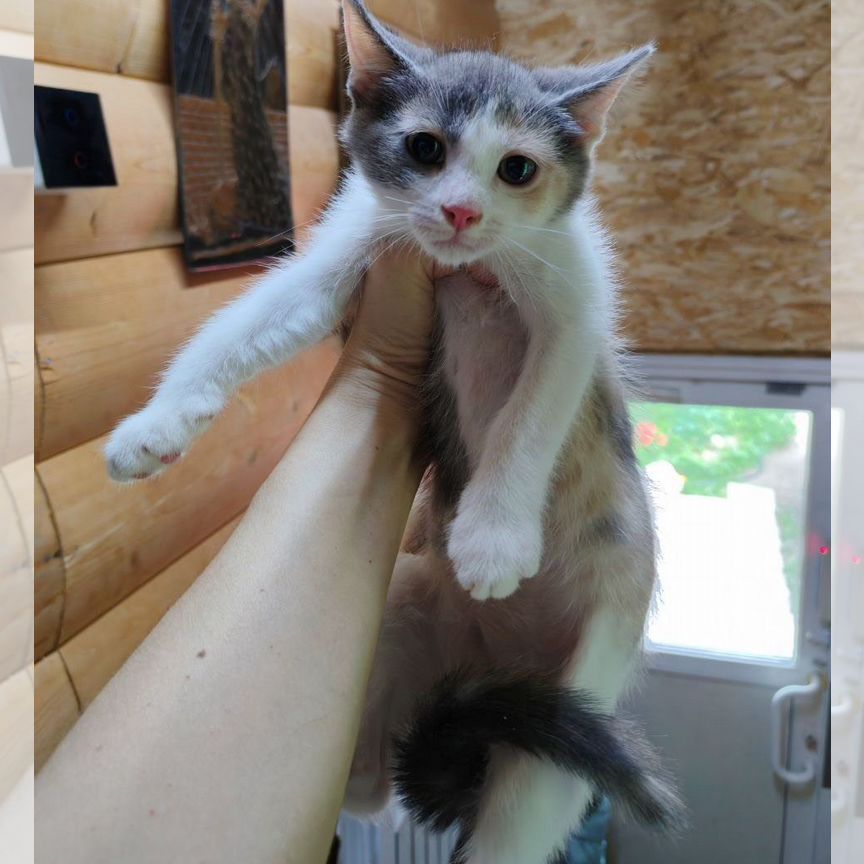 Котёнок в добрые руки
