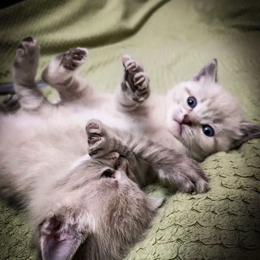 Котята в добрые руки