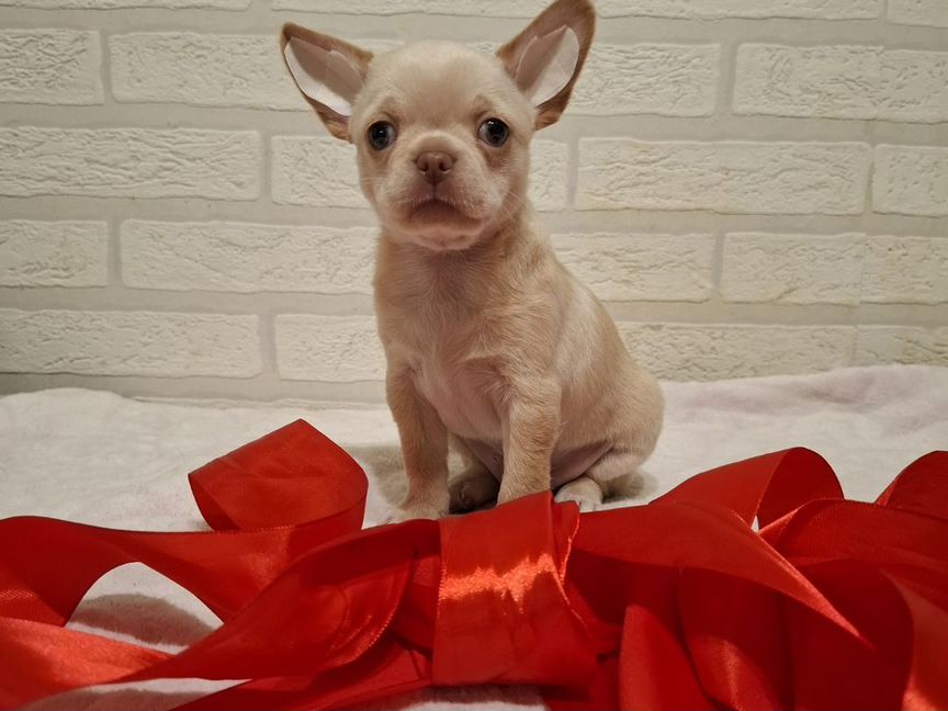 Чихуахуа классный кексик