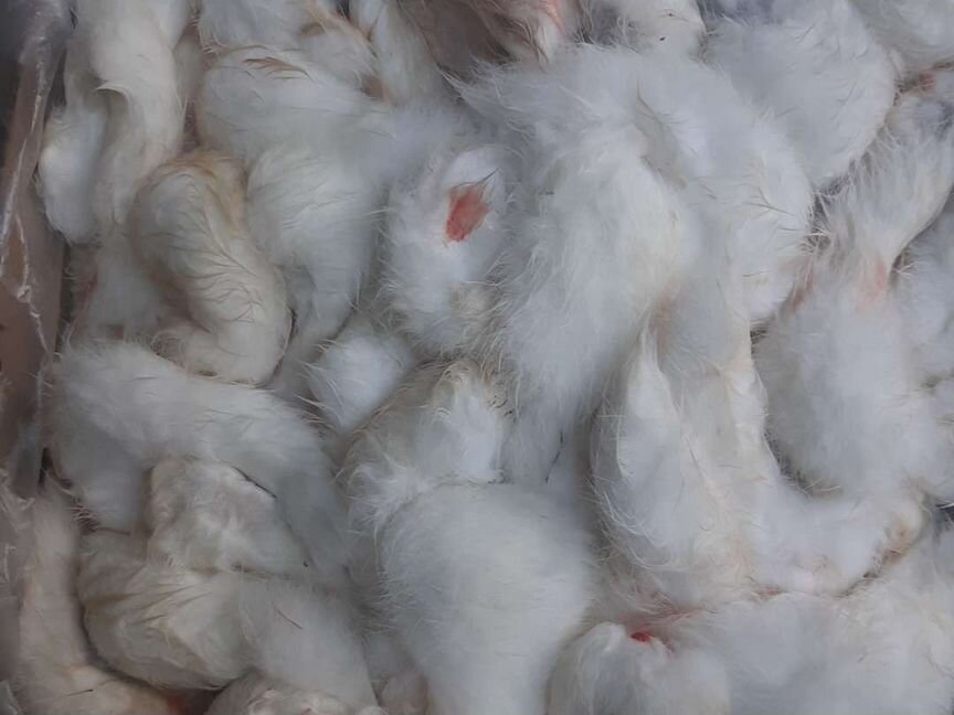 Уши/хвосты/лапы кролика