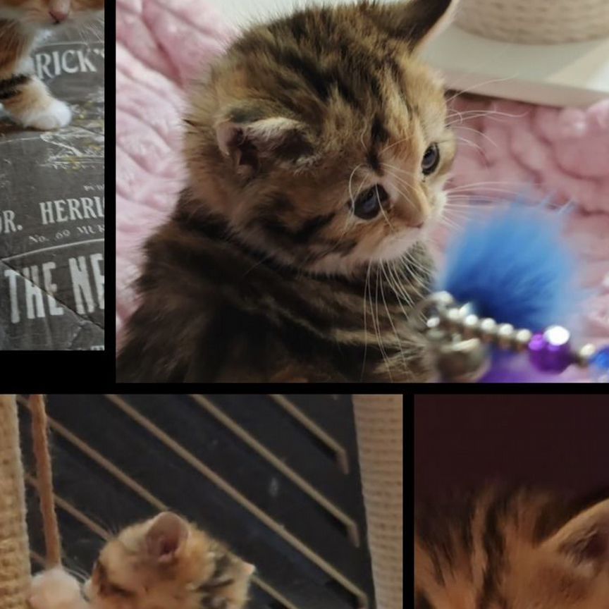 Шотландский вислоухий короткошёрстный котёнок