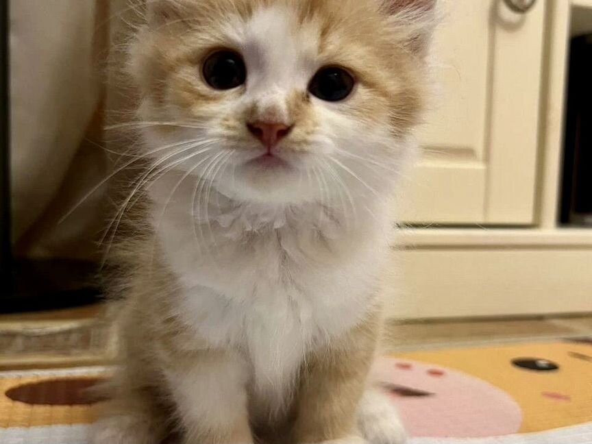 Славный котенок-мальчик ждет семью