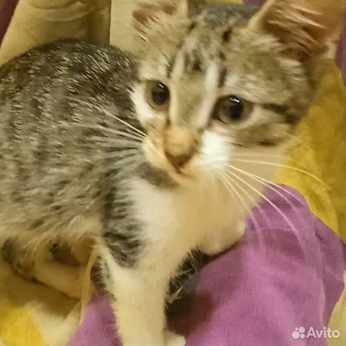 Котенок девочка 2,5мес