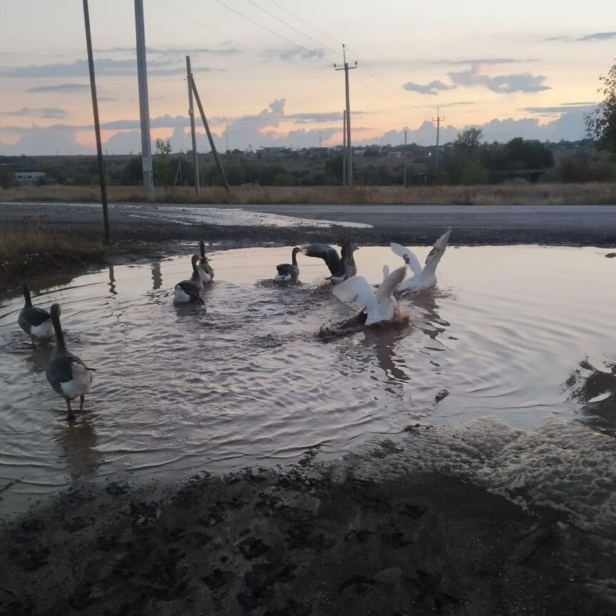 Живые гуси