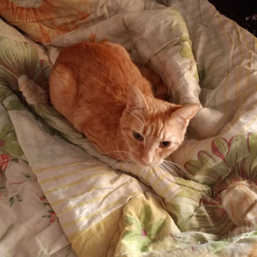 Рыжий котенок в добрые руки бесплатно