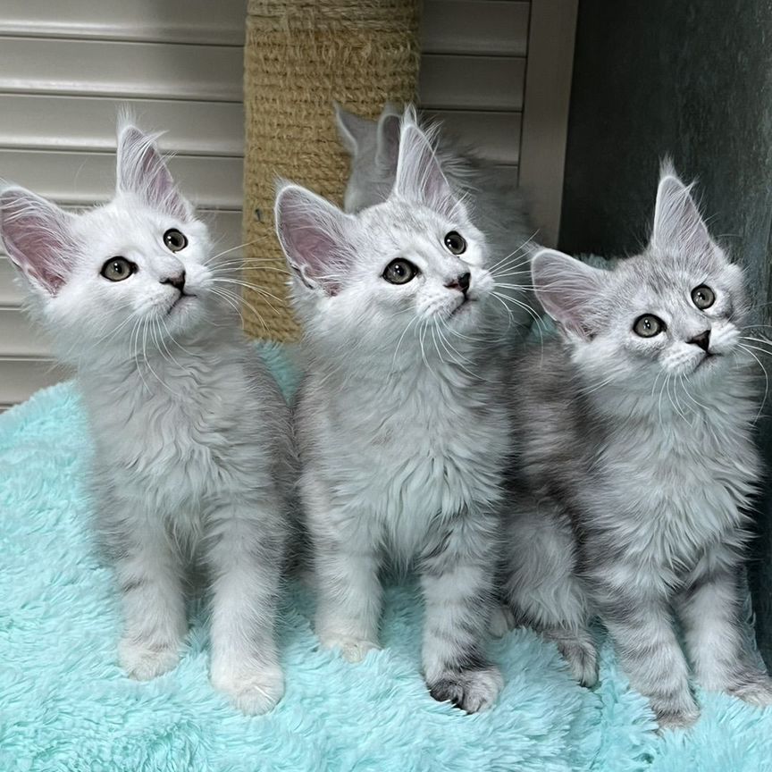 Серебристые котята мейнкун