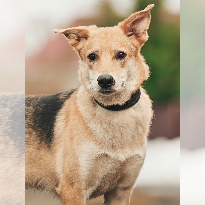 Взрослая собака в добрые руки