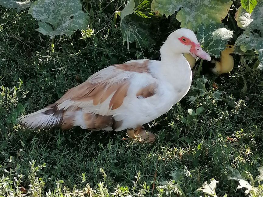 Мускусные утки