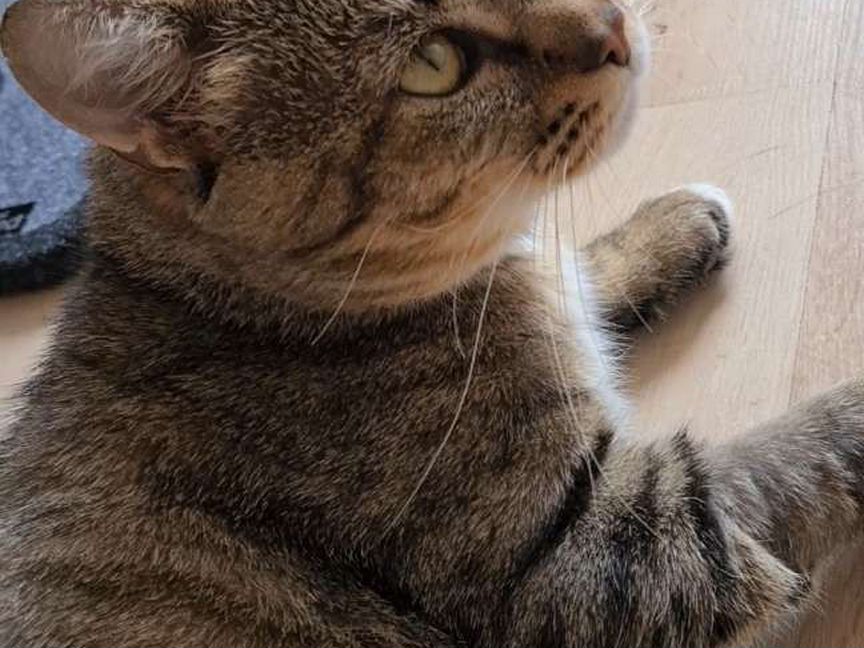 Кошка в дар бесплатно