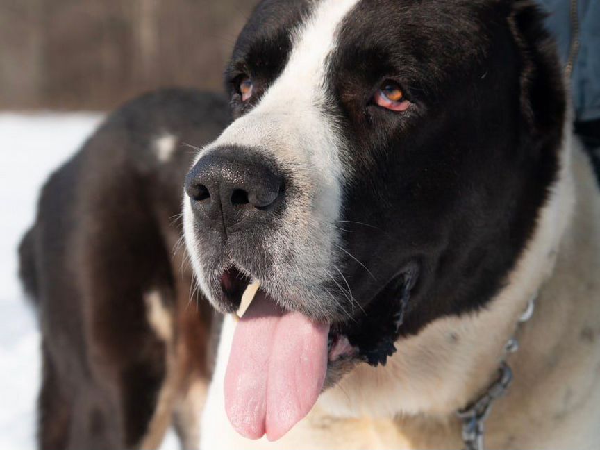 Собака в добрые руки