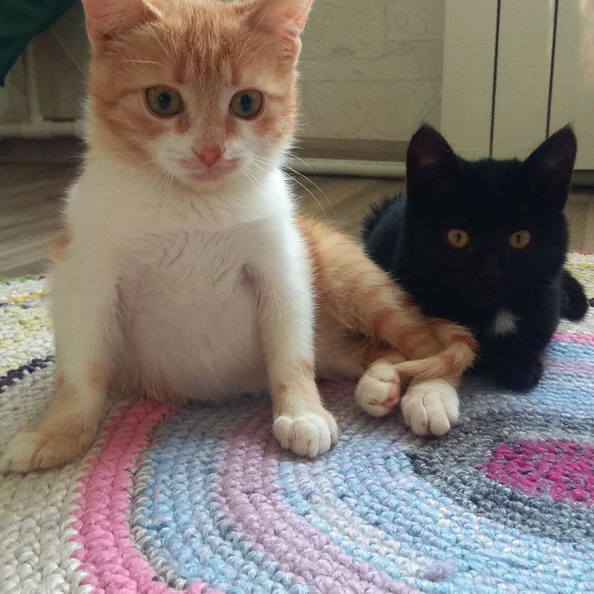 Котята рыжие и черные спасенные