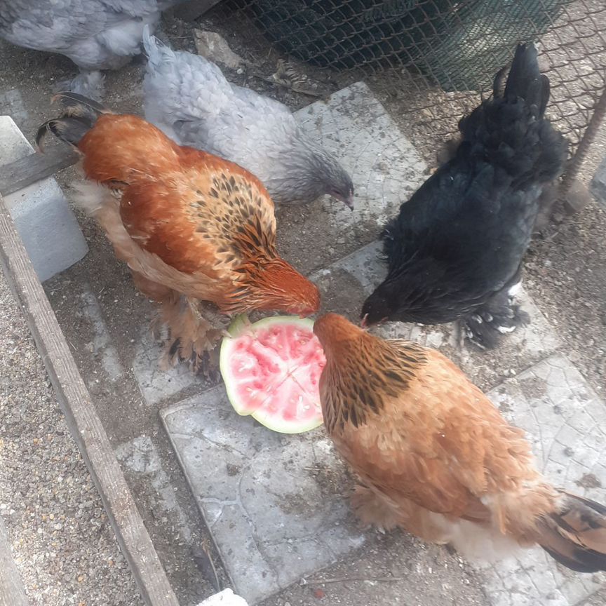 Куры и петушки