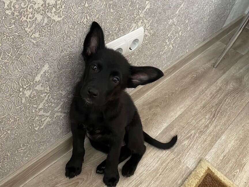 Милый ушастик