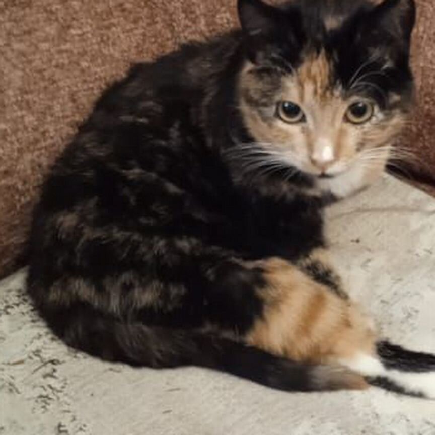 Взрослая кошка в добрые руки