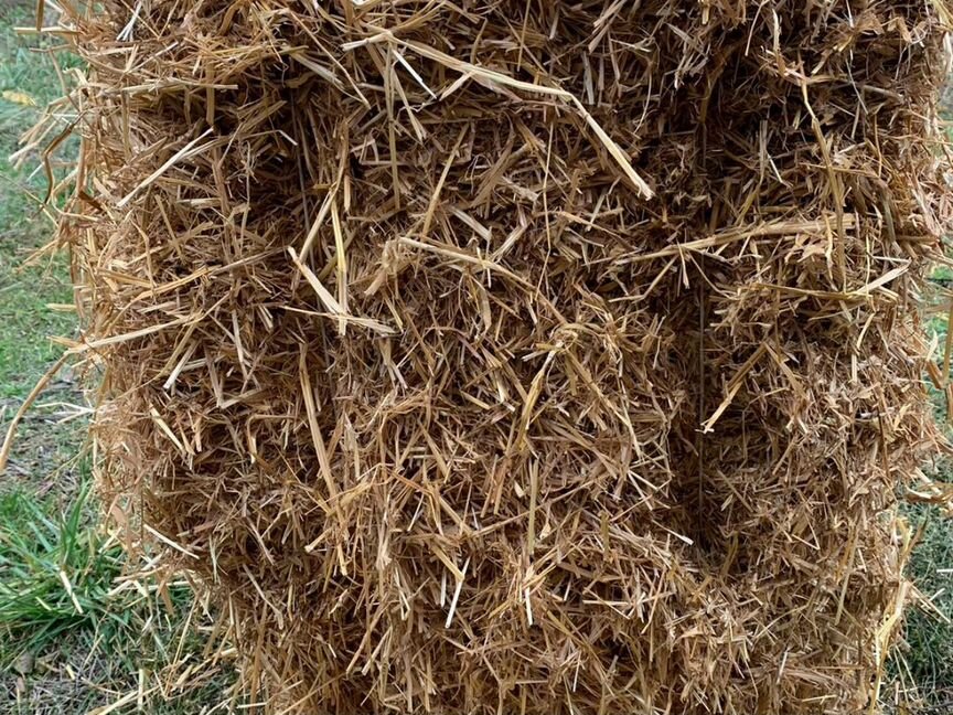 Солома овсяная