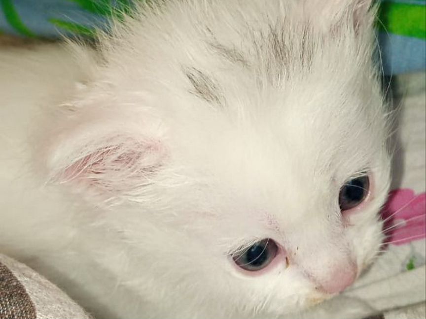 Мальчик в добрые руки