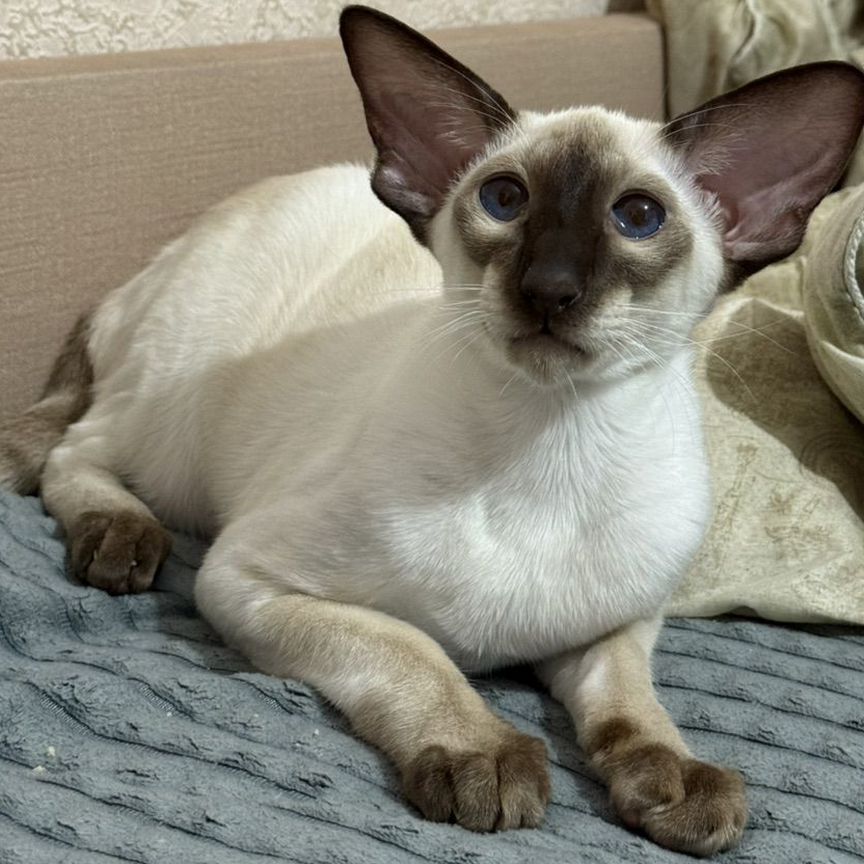 Ориентальная кошка, взрослая