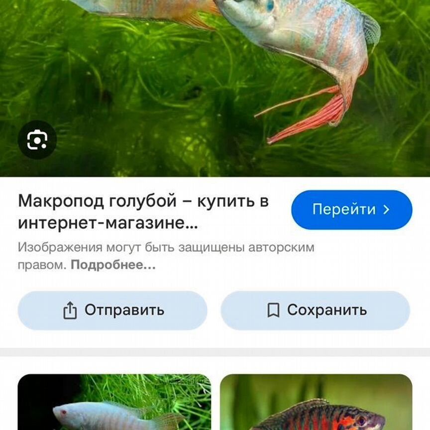 Рыба, макроподы