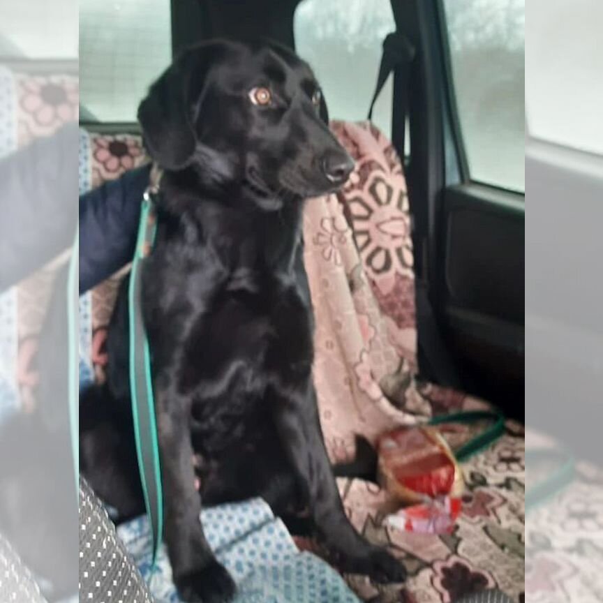 Лабрадор-ретривер, взрослый пёс