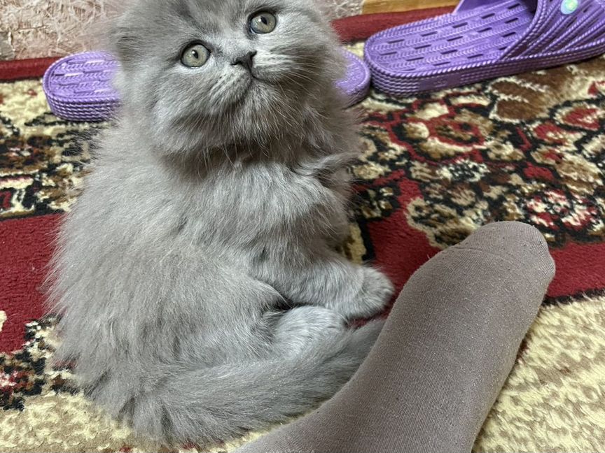 Шотландская кошка