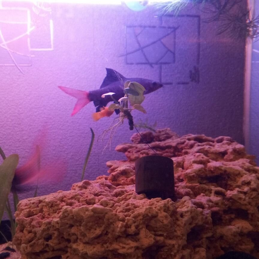 Аквариумные рыбки