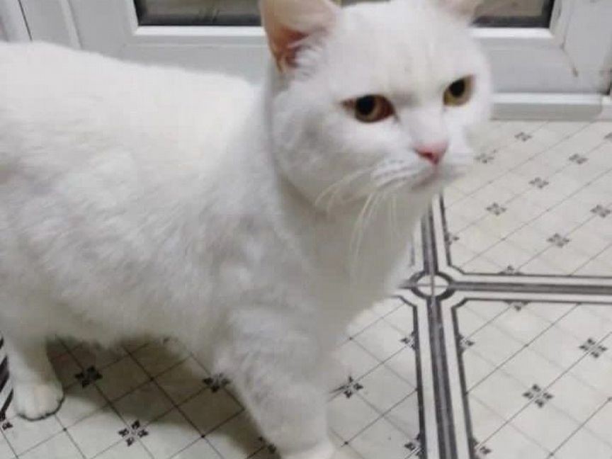 Бедая кошка найдена