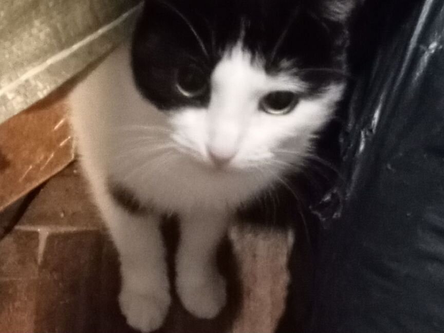 Кошка в дар бесплатно