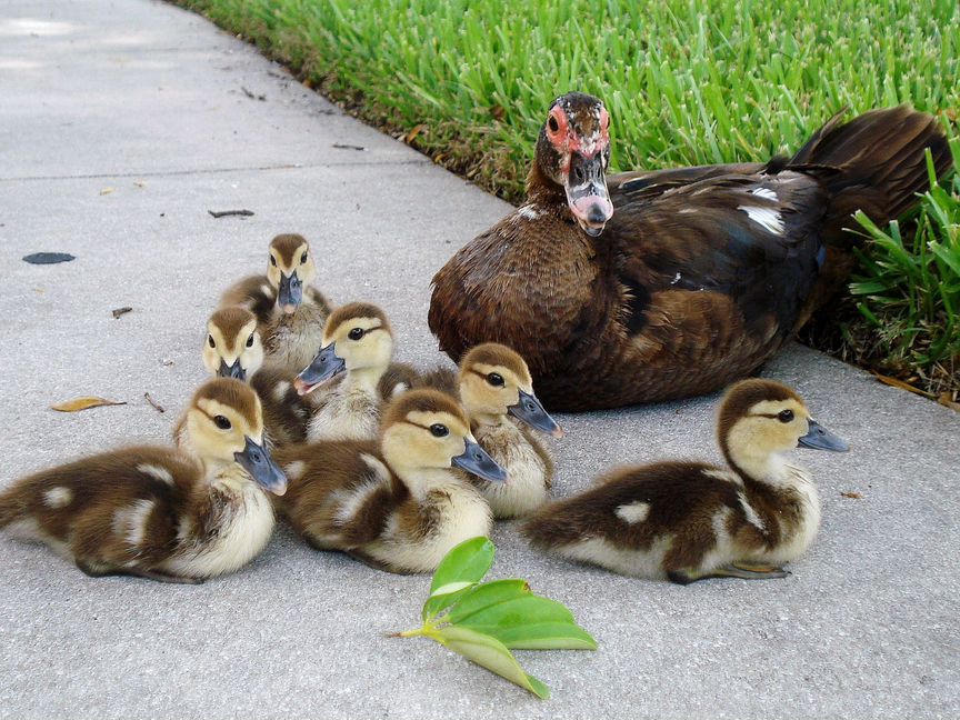 Мускусные утки, курицы