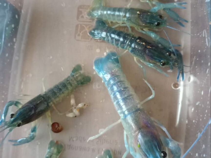 Аккр австралийский рак для аквариума