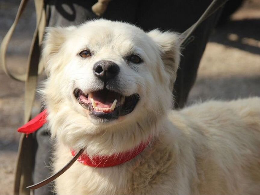 Собака Ален в хорошую семью бесплатно