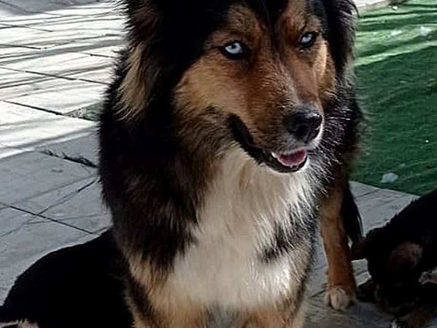 Щенки собака стерилизована в добрые руки бесплатно