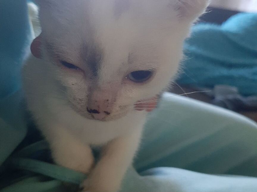 Котёнок белый кот дворняшка