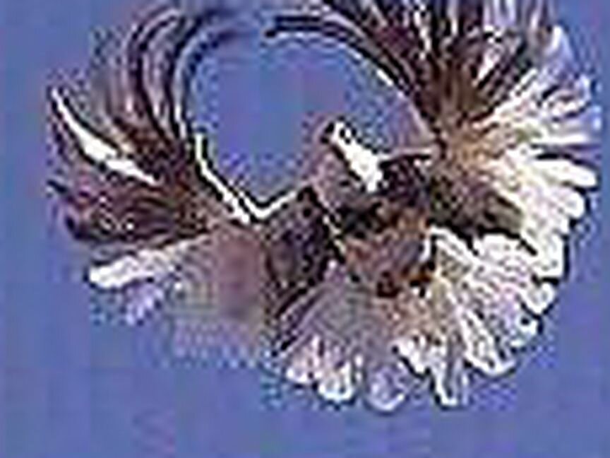 Серпастые голуби