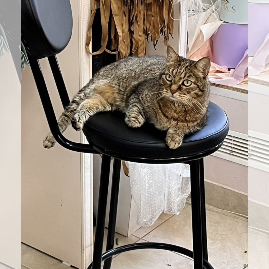 Отдам кота в очень добрые руки