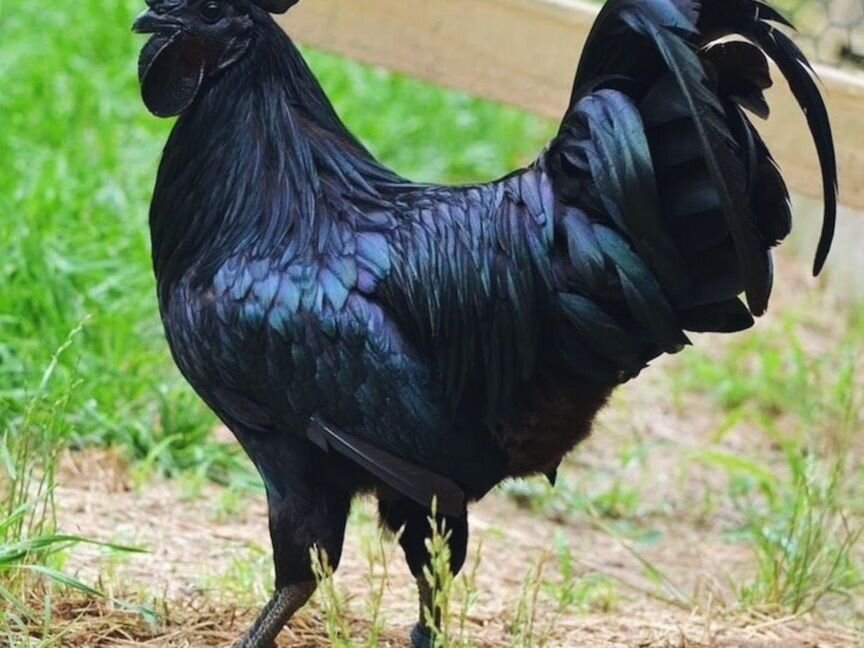 Черные куры Ухейилюй