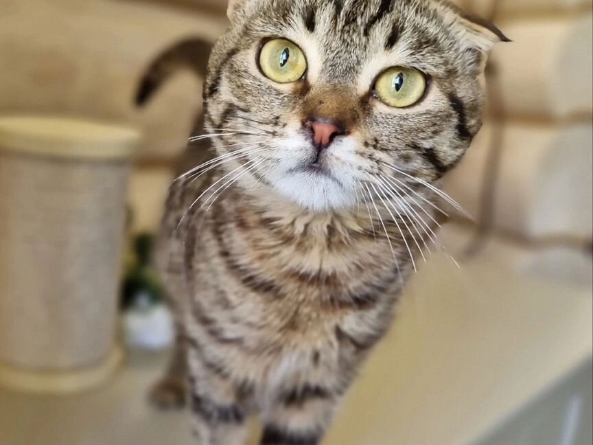 Котик Шотландский вислоухий котик Серж