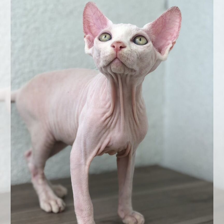 Канадский сфинкс котенок