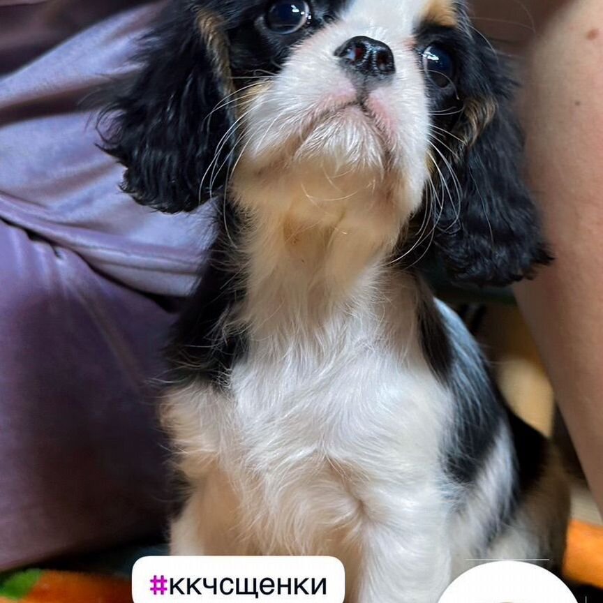 Кавалер кинг чарльз спаниель