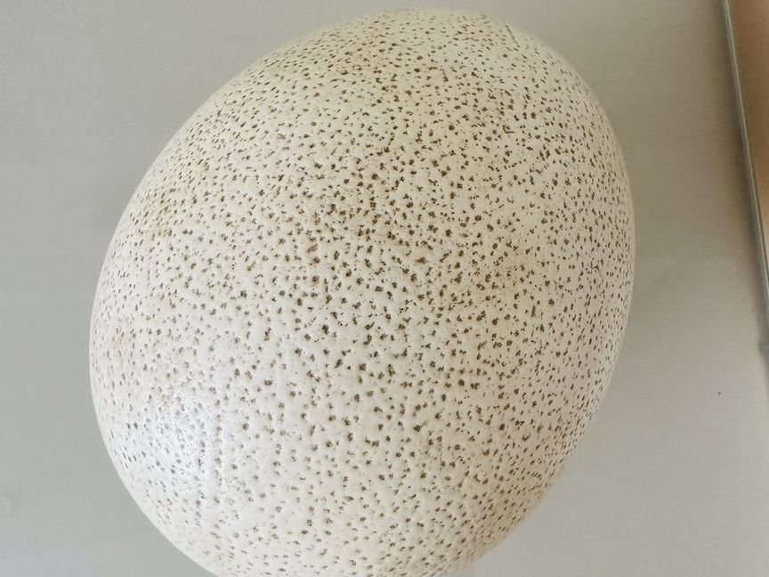 Страусиное яйцо