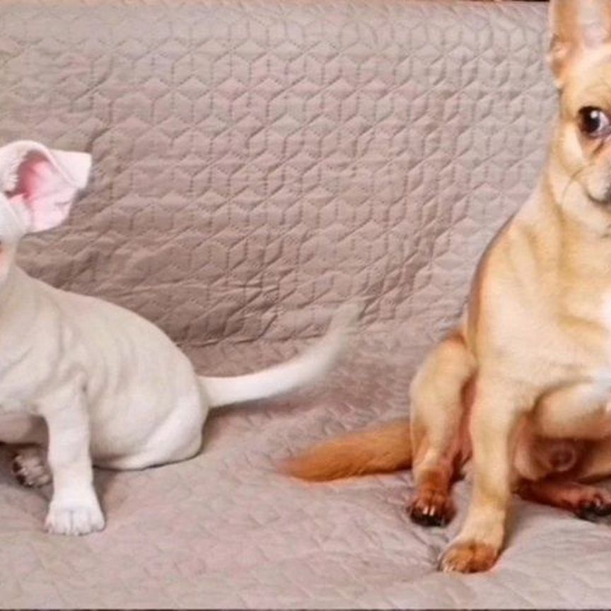 Защитныее, непромокаемые покрывала для кошек и соб